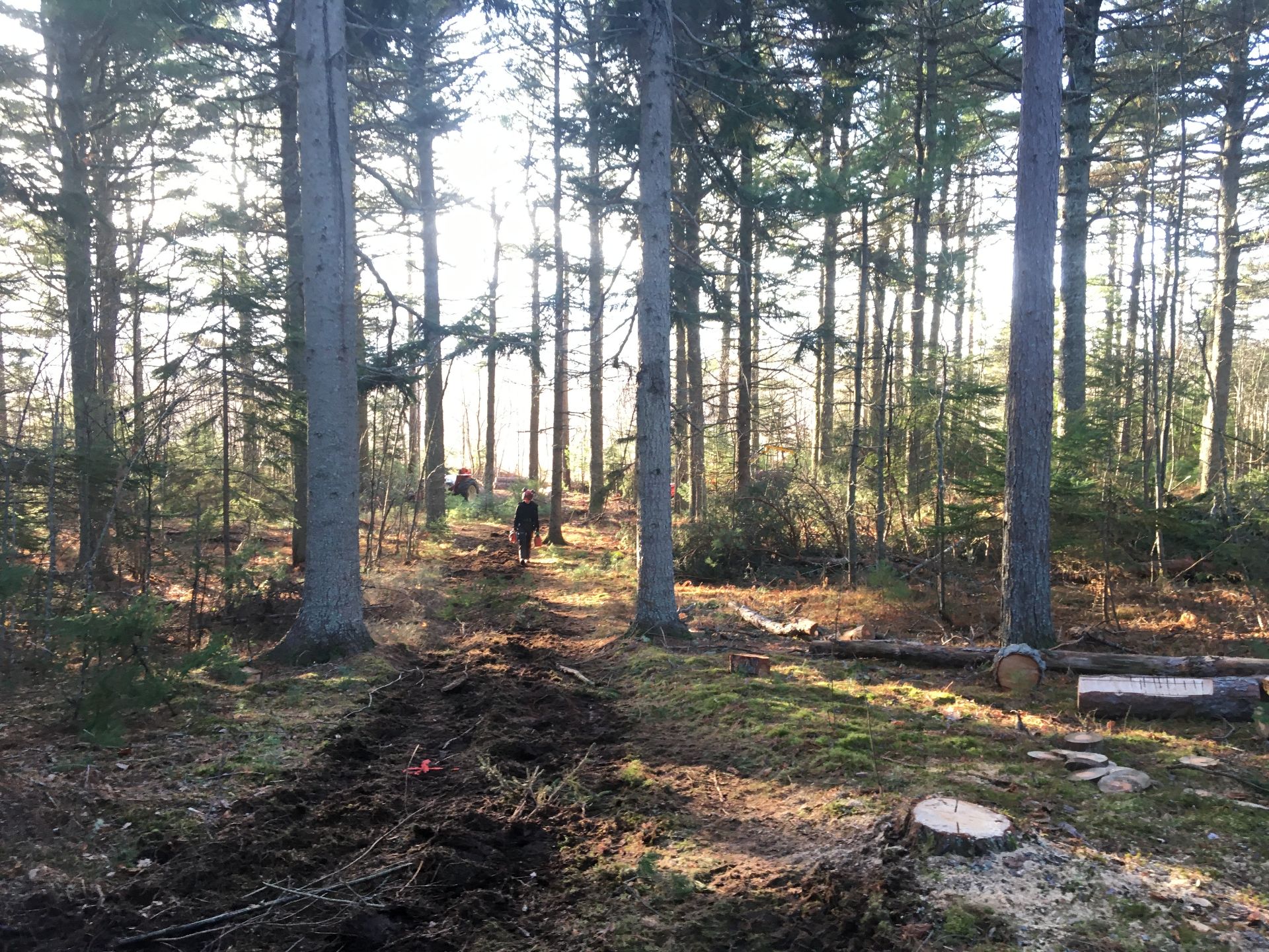 Plant Native Species